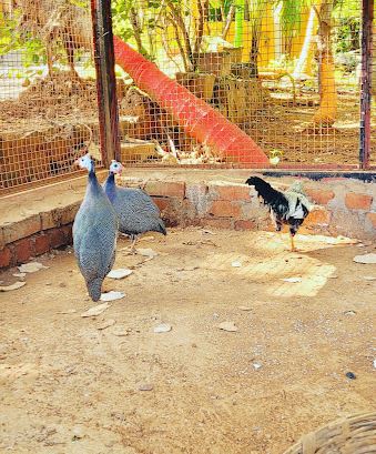 KARJAT- NS DOSTI FARM